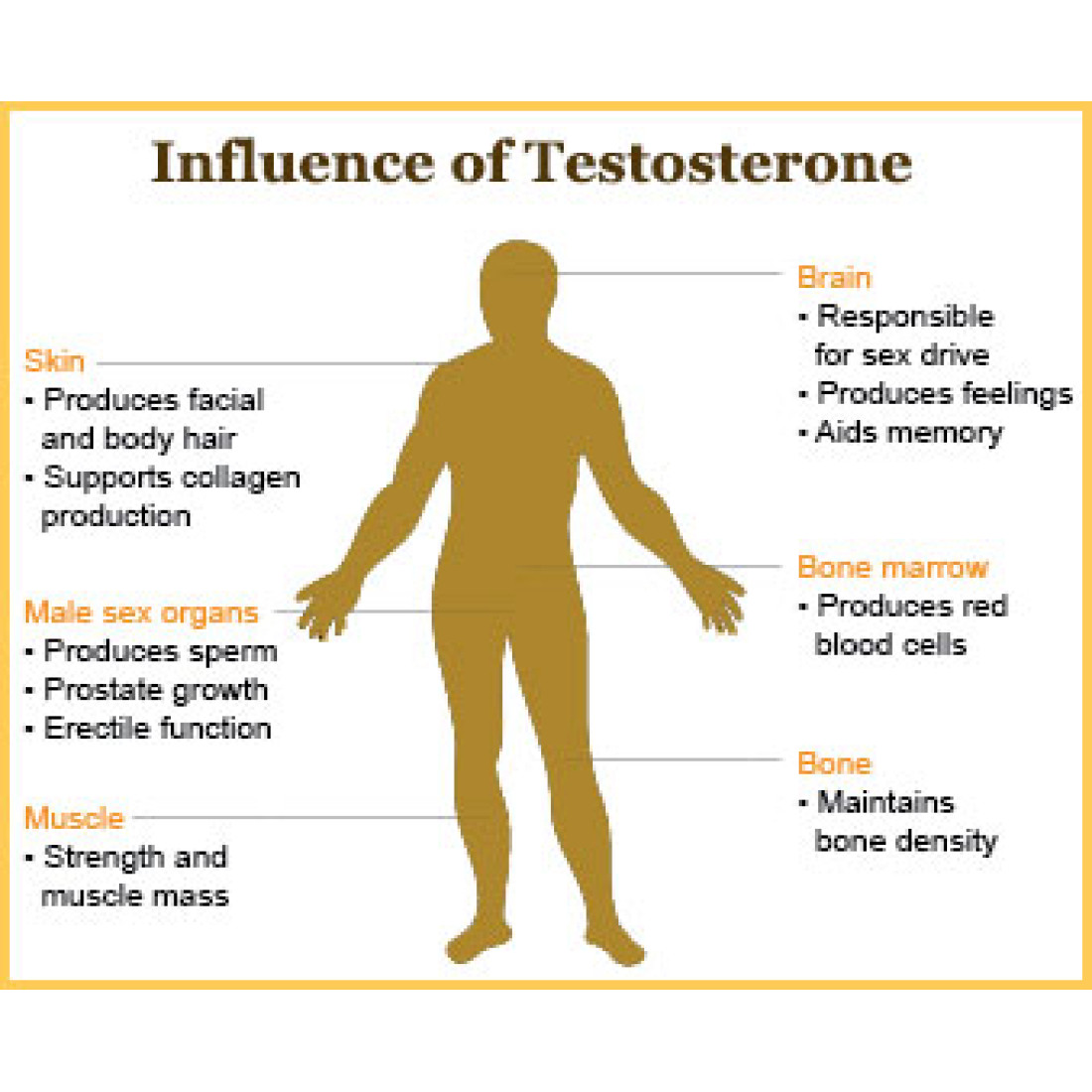 Testosterone Pills | Libido Booster | HealthPorter NZ
