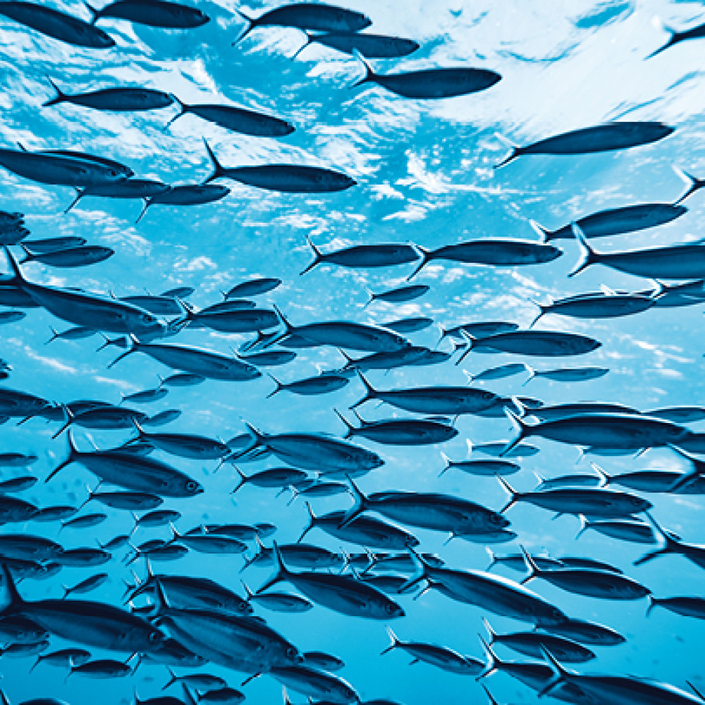 Fish Oil Omega 3 1000mg Caps - NutraLife | HealthPorter NZ