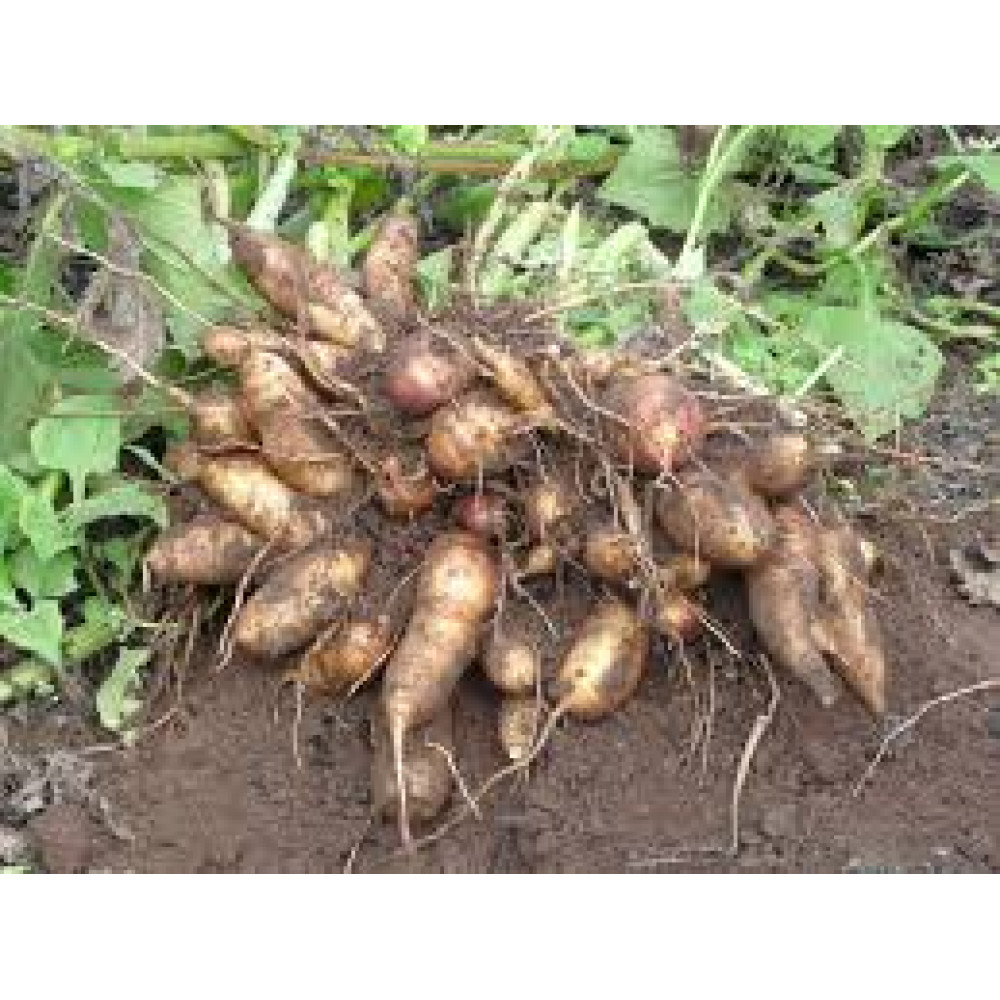 NZFOS+ Prebiotic Yacon Concentrate Snap Pak | HealthPorter ...